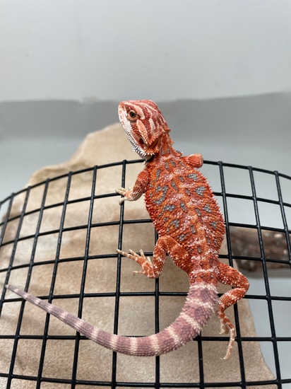 Red/Orange Hypo Blue Bar Het Translucent German Lines Central Bearded ...