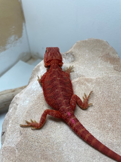 Red Hypo Translucent German Import Lines Central Bearded Dragon by ...