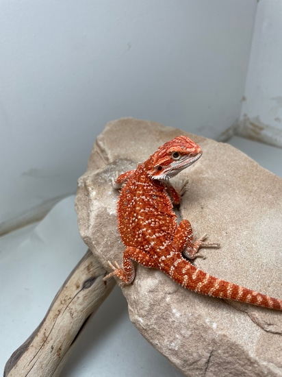 1/2 Red Monster Dunner Hypo 50% Het Translucent Central Bearded Dragon ...