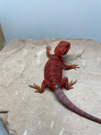 Red Hypo Translucent German Import Lines Central Bearded Dragon by ...