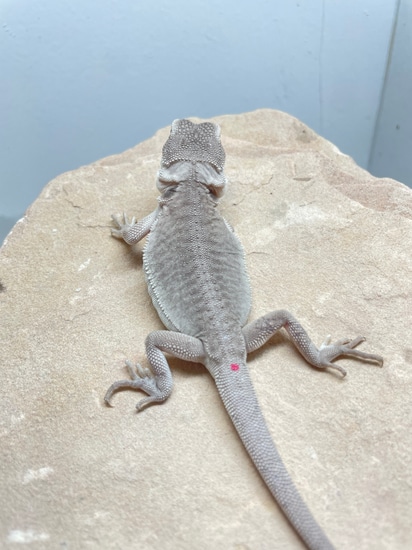 Leatherback Zero Het Hypo/Translucent Central Bearded Dragon by ...
