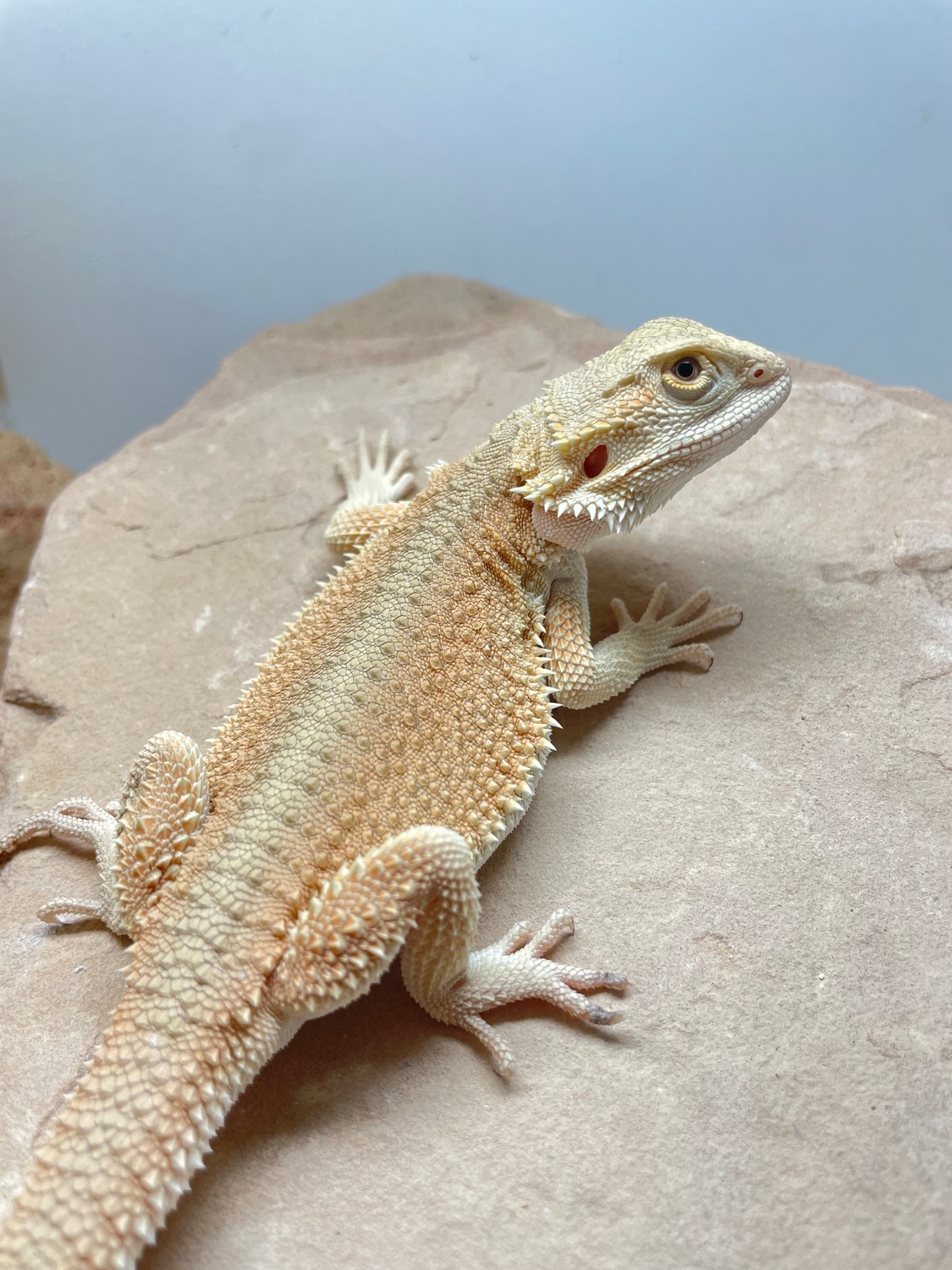 Hypo Witblits Het Trans 66% Het Zero Central Bearded Dragon by Sapphire ...