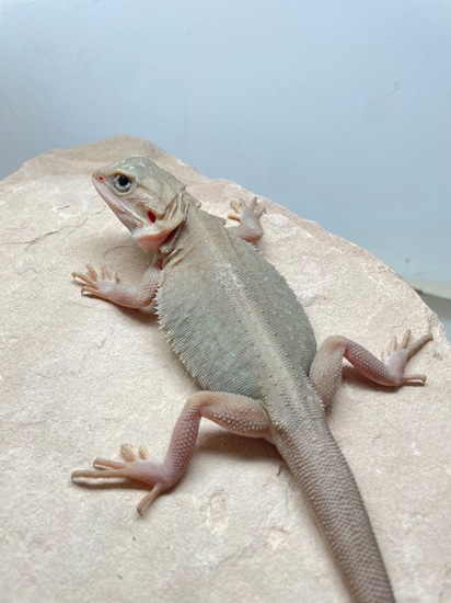 Translucent Witblits Het Hypo 66% Het Zero Central Bearded Dragon by ...