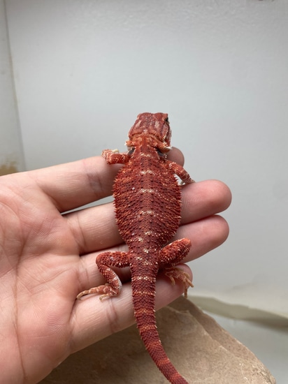 Red Hypo Translucent German Import Lines Central Bearded Dragon by ...