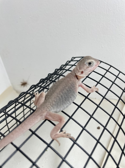 Leatherback Translucent Zero Het Hypo Central Bearded Dragon by ...