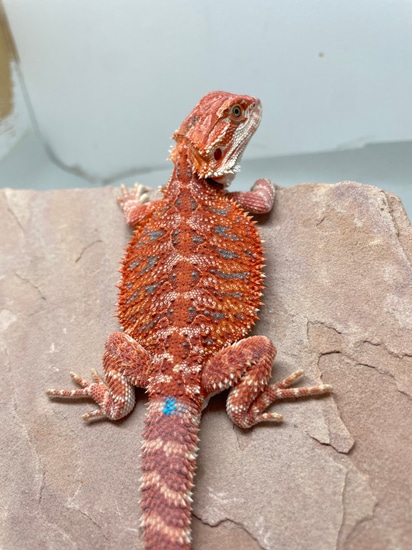 Red Blue Tiger Het Translucent German Import Lines Central Bearded ...