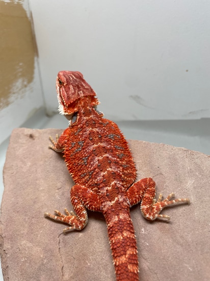 Red Hypo Blue Tiger Het Translucent German Import Lines Central Bearded ...