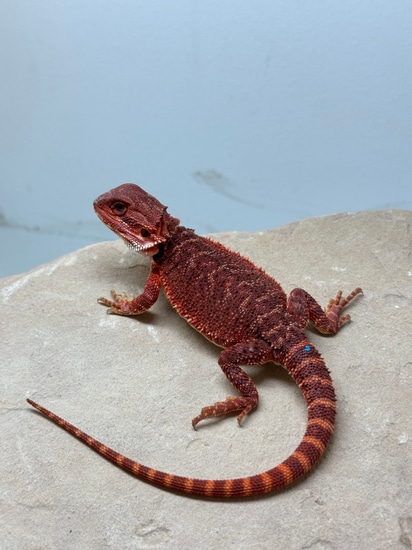 Red Monster Central Bearded Dragon by Sapphire Dragons
