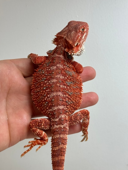 Red Hypo Tiger Het Translucent German Import Lines Central Bearded ...
