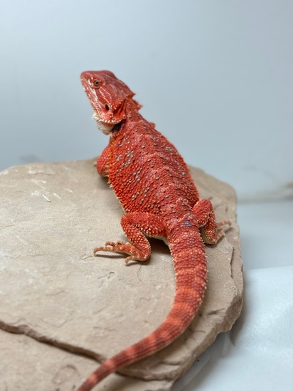 Red Hypo Tiger Het Translucent German Import Lines Central Bearded ...