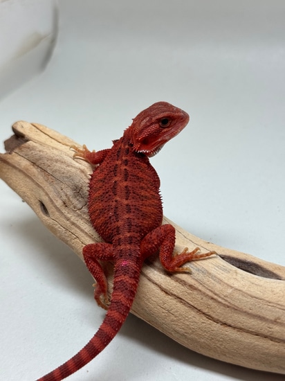 Deep Red Translucent Het Hypo Red Monster/German Cross Central Bearded ...