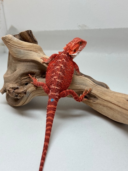 Red Hypo 100% Het Translucent German/Red Monster Lines Central Bearded ...