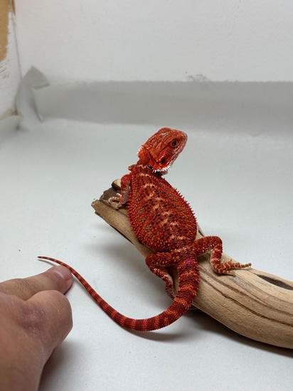 Red Hypo 100% Het Translucent German/Red Monster Lines Central Bearded ...