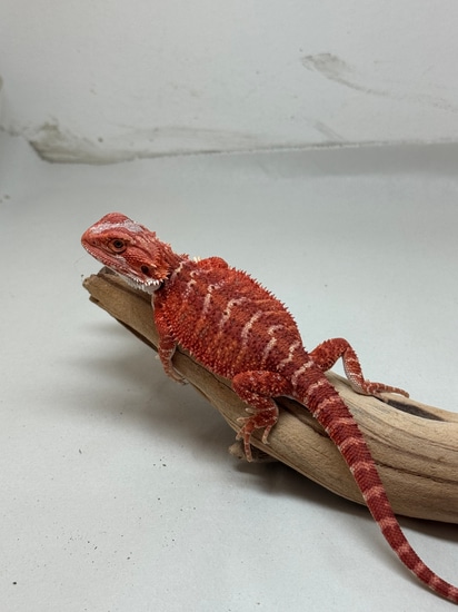 Red Hypo 100% Het Translucent Red Monster/German Lines Central Bearded ...