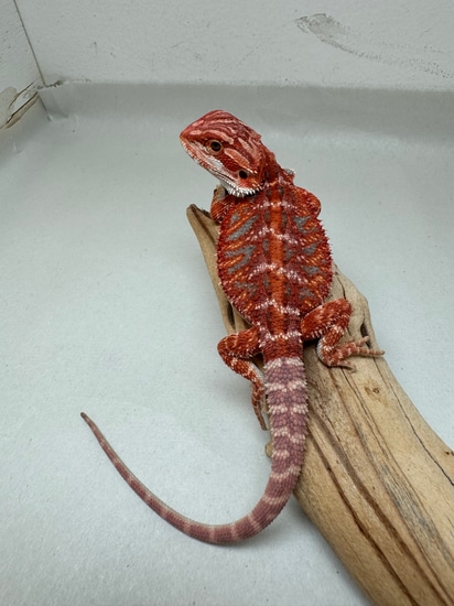 German Red Hypo Extreme Tiger Het Translucent Central Bearded Dragon by ...