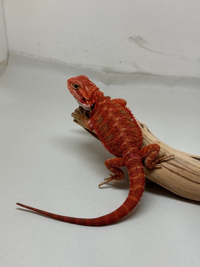 German Red Hypo Translucent Central Bearded Dragon by Sapphire Dragons