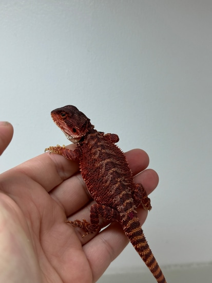Dark Red Monster Central Bearded Dragon by Sapphire Dragons