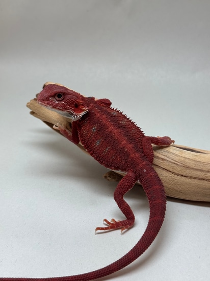 Holdback Release* German Extreme Red Hypo Translucent Central Bearded Dragon by Sapphire Dragons