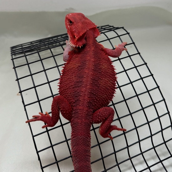 German Extreme Red Hypo Translucent *holdback Release Central Bearded ...