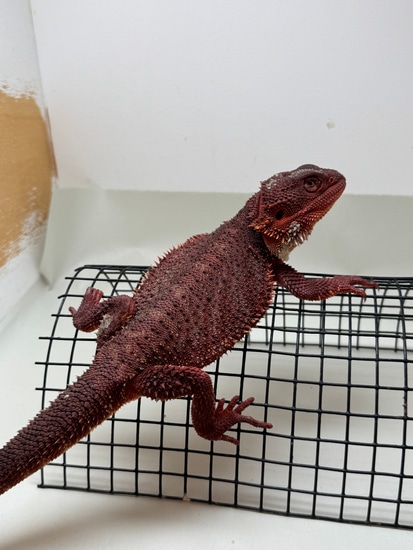 Dark Red Monster Central Bearded Dragon by Sapphire Dragons