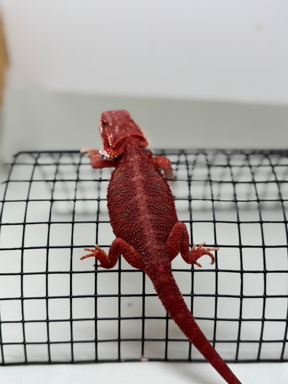 German Red Hypo Translucent Central Bearded Dragon by Sapphire Dragons