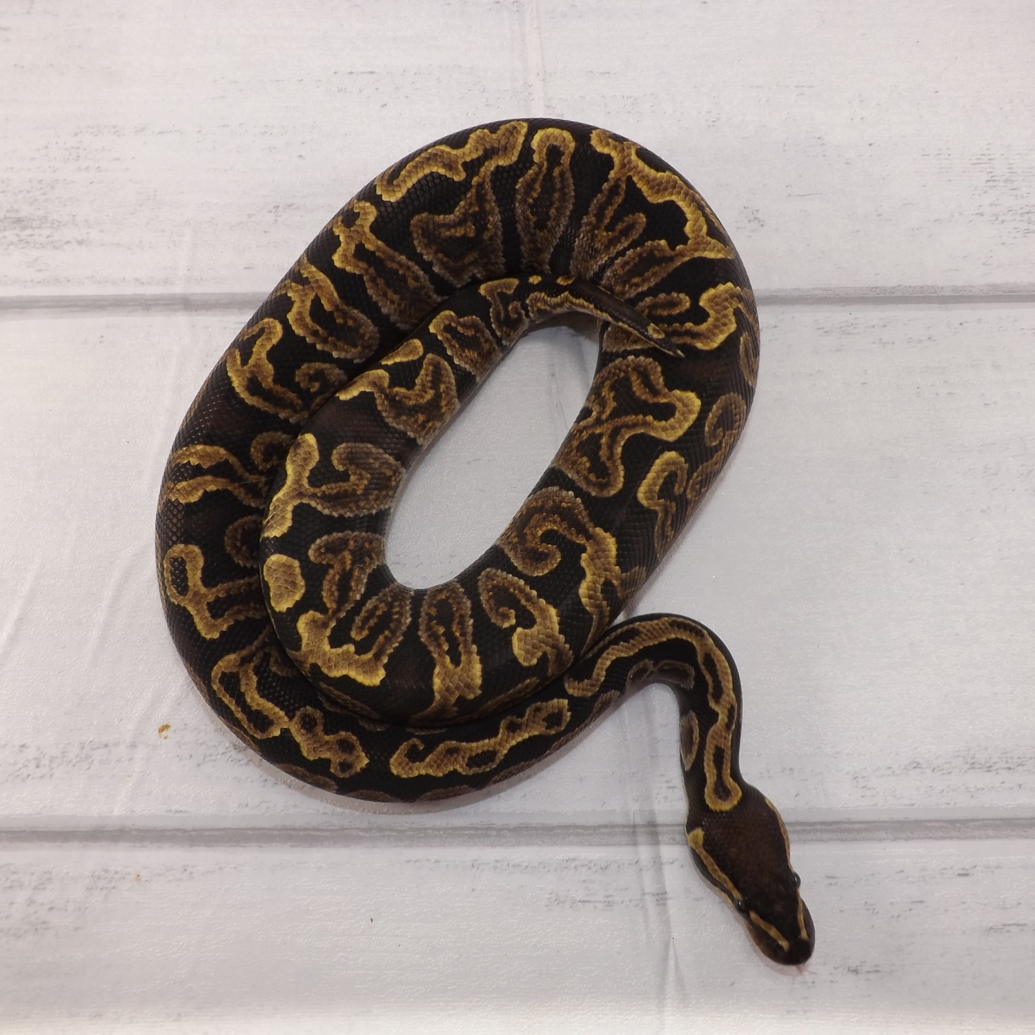 GHI Het Ghost Ball Python by Dream Team Exotics - MorphMarket
