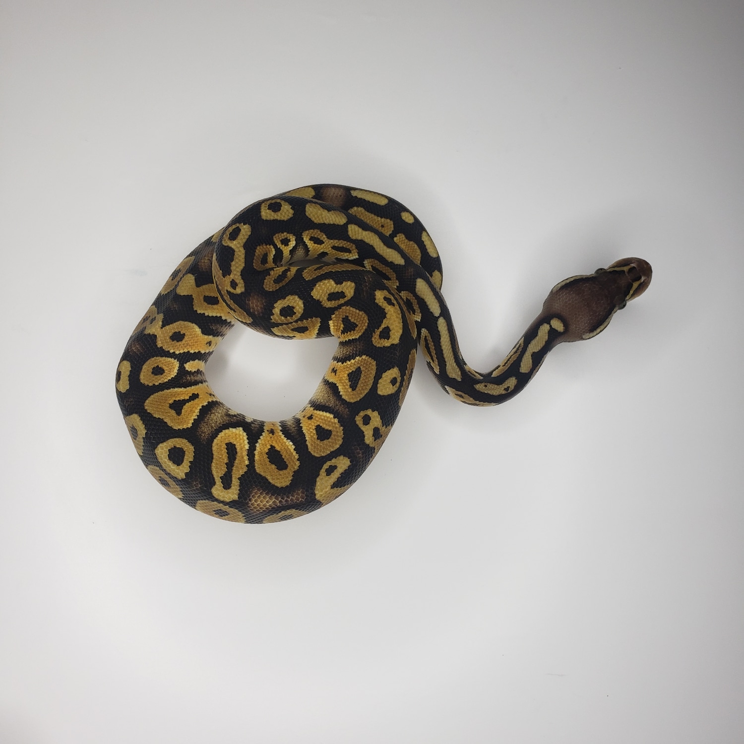 Pastel Phantom Ball Python by Dream Team Exotics - MorphMarket