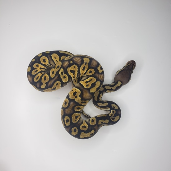 Pastel Phantom Ball Python by Dream Team Exotics