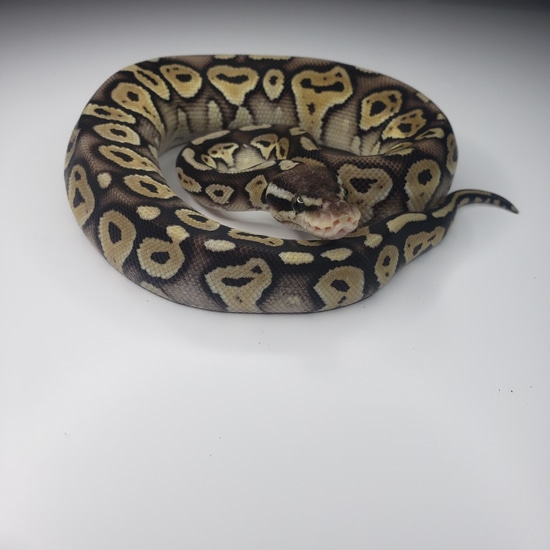Pastel Phantom Het Red Axanthic Ball Python by Dream Team Exotics