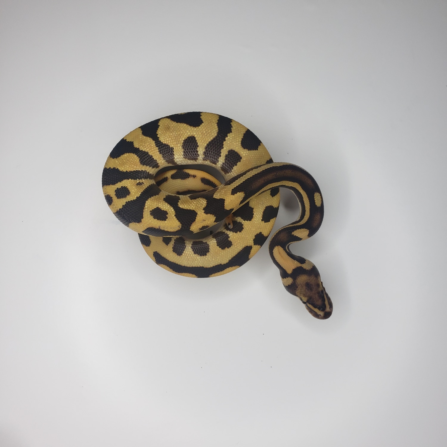 Fire Orange Dream Leopard 66% Het Clown PET ONLY Ball Python by Dream ...