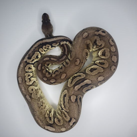 Cinnamon Pastel Ball Python by Dream Team Exotics