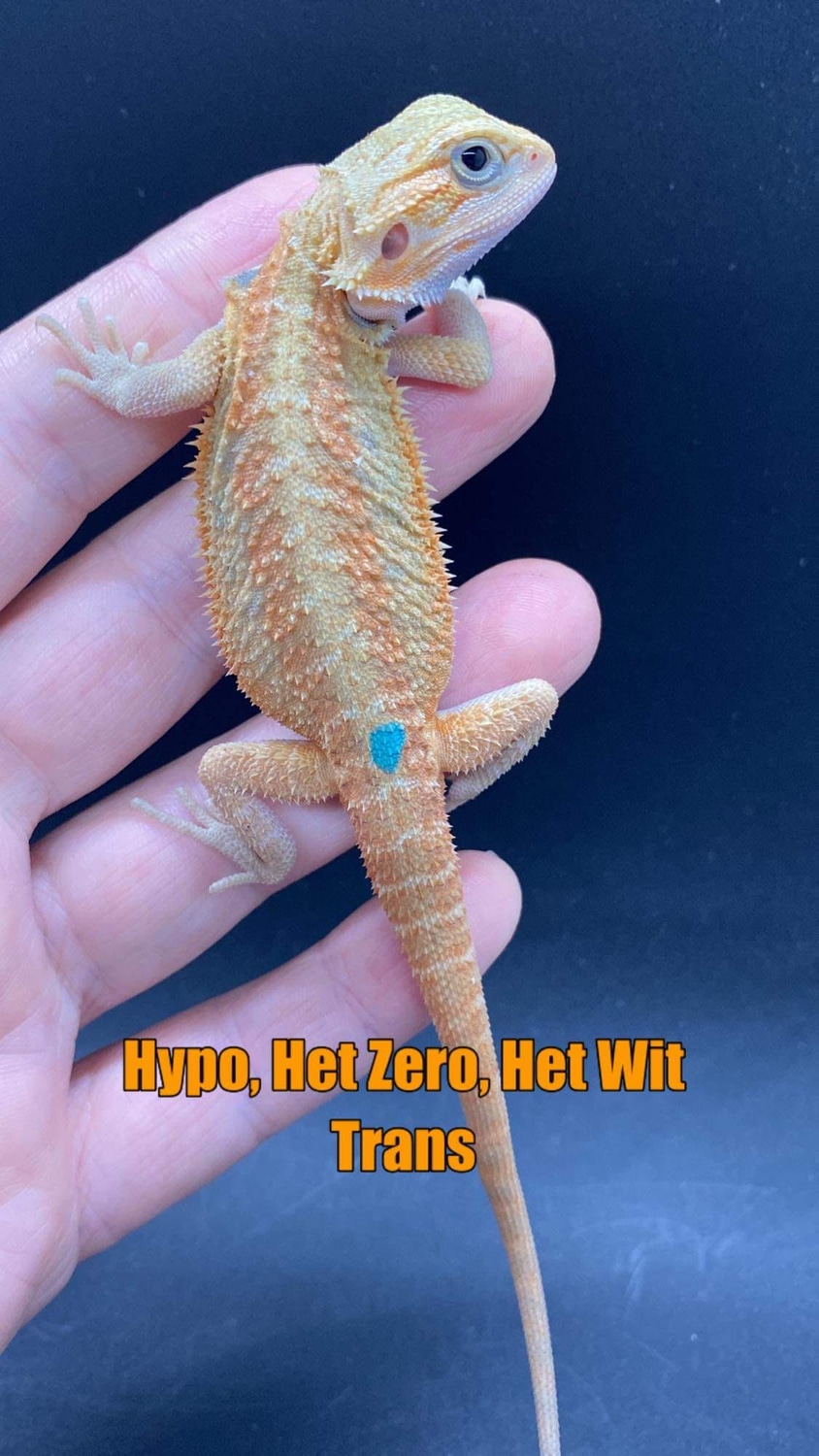 Hypo, Het Zero, Het Wit, Trans Central Bearded Dragon by Surreal ...