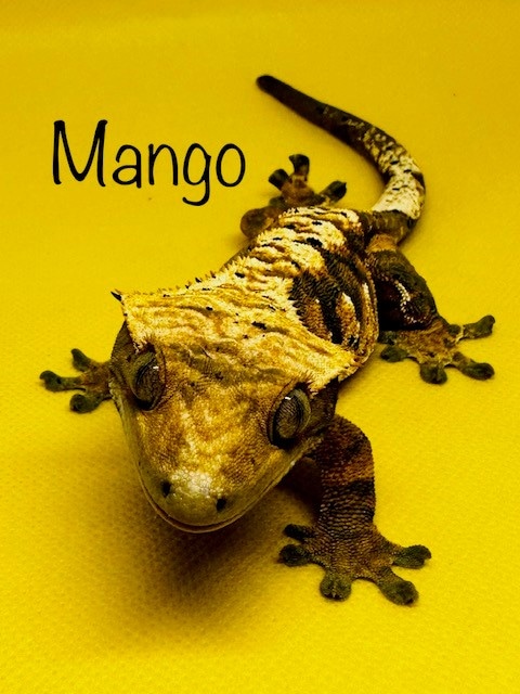 Tri-Color Harlequin Dalmatian Crested Gecko by Cole's Crested Geckos ...