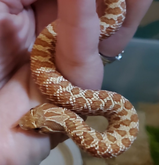 Evans Hypo 100% Het Caramel Western Hognose by Monroe Herps - MorphMarket