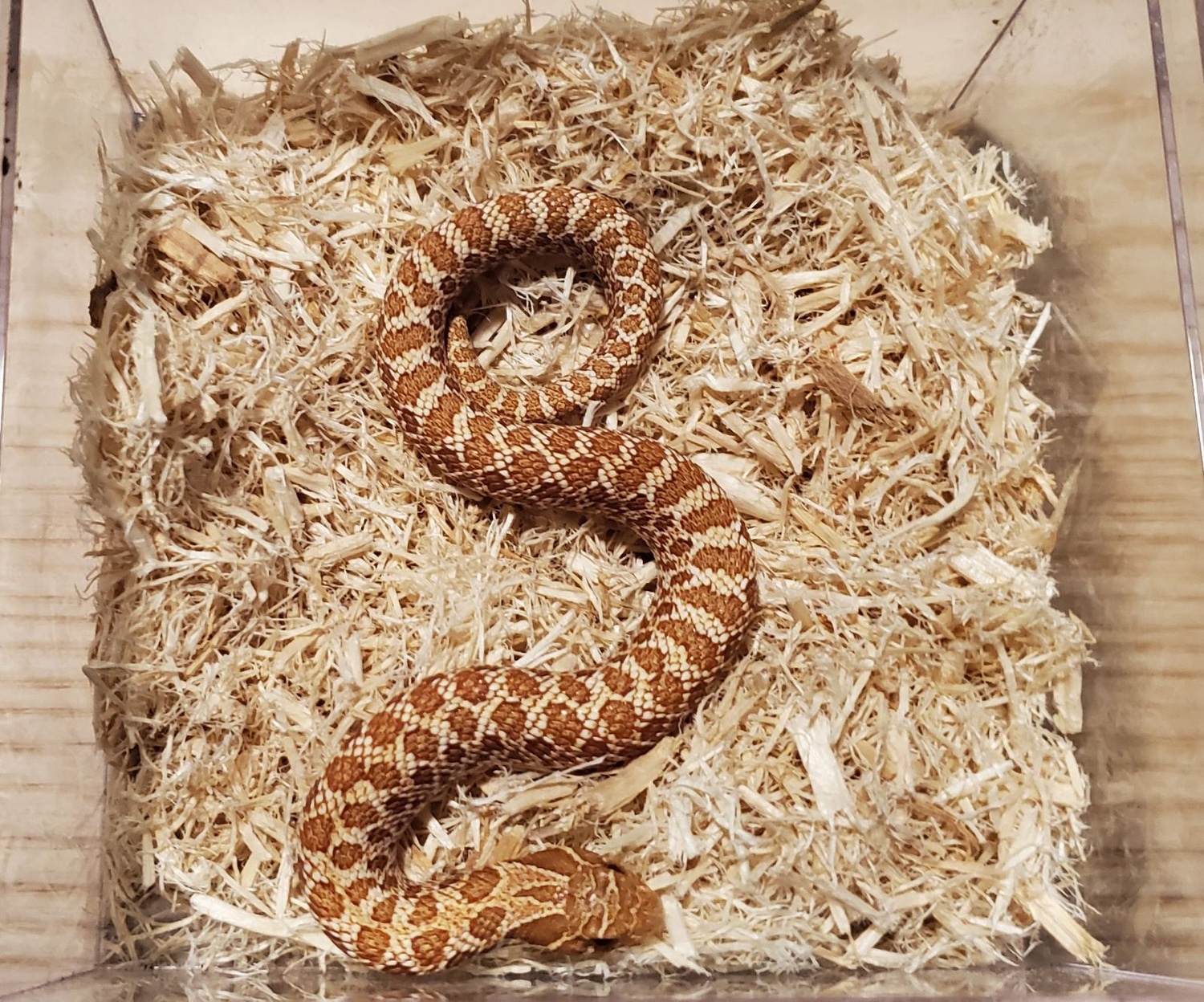 Evans Hypo 100% Het Caramel Western Hognose by Monroe Herps - MorphMarket