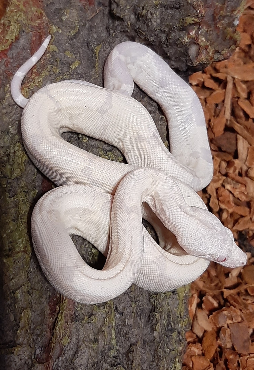 Poss Super Moonglow Boa Constrictor by Draconic Exotics - MorphMarket