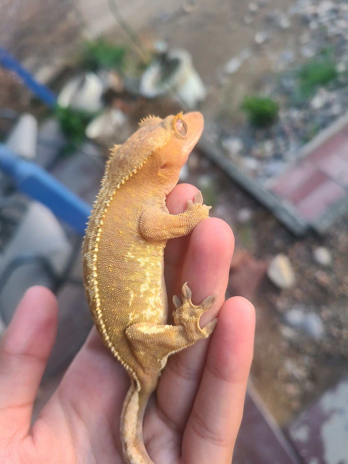 Female Orange Flame Pinstripe Crested Gecko by Draconic Exotics ...