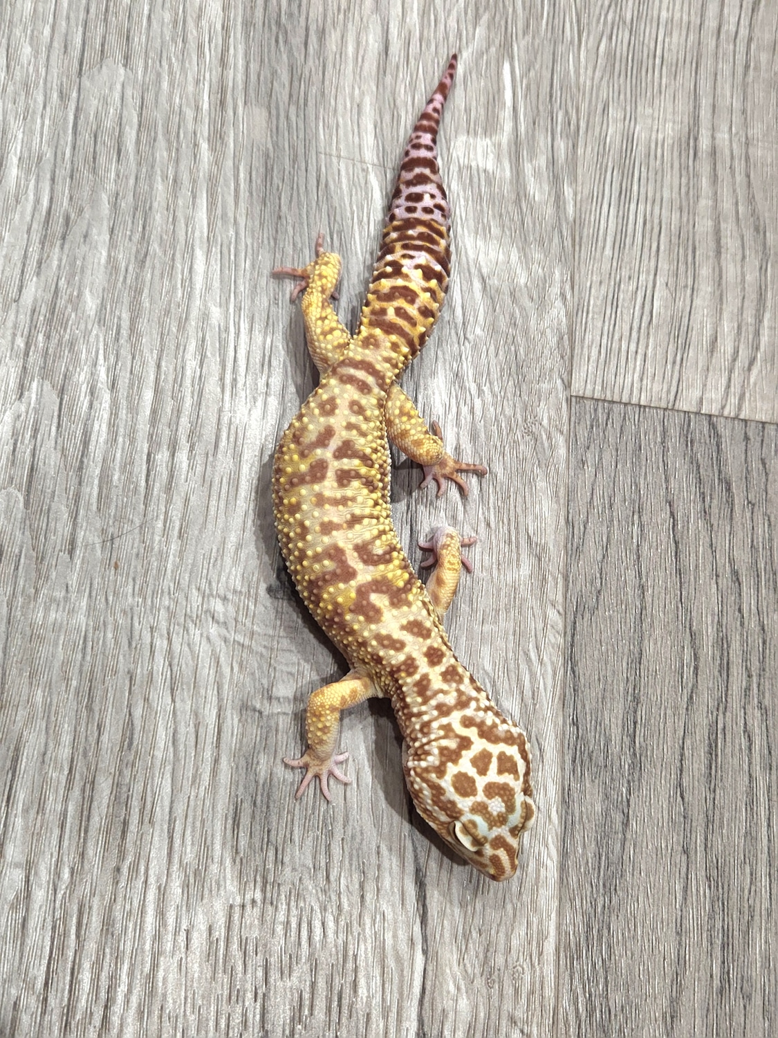 Tremper Albino Mack Snow Eclipse Leopard Gecko by Draconic Exotics ...