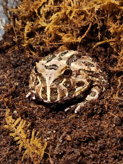 Chocolate Pacman Pacman Frog by Draconic Exotics