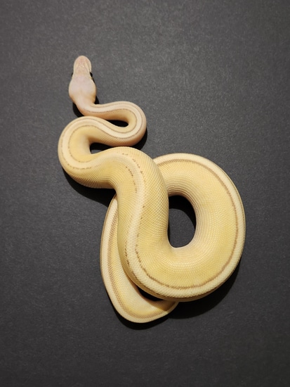 Genetic Stripe Butter Pastel Ball Python by Draconic Exotics