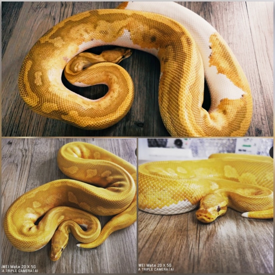 Pair Caramel Albino Pied Het Desert Ghost Pair Ball Python by Wills ...