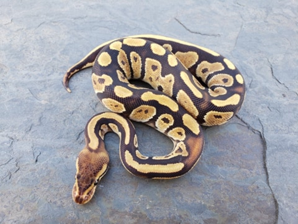 Vanilla Cypress Ball Python by sHe Morphs - MorphMarket