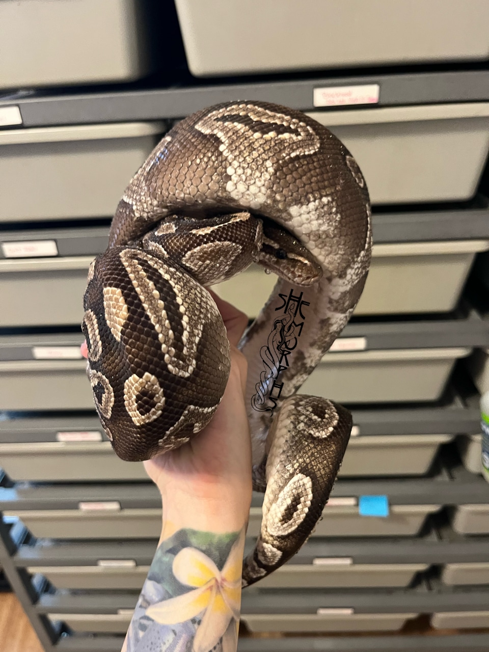 Mojave Pos Het Axanthic Ball Python by sHe Morphs - MorphMarket