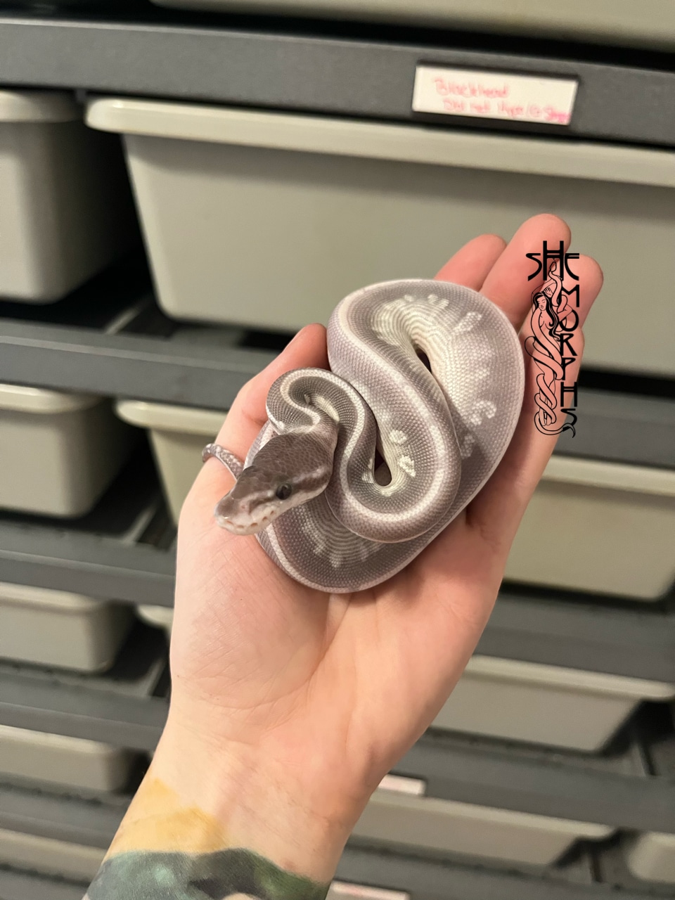 Mystic Potion Ball Python by sHe Morphs - MorphMarket