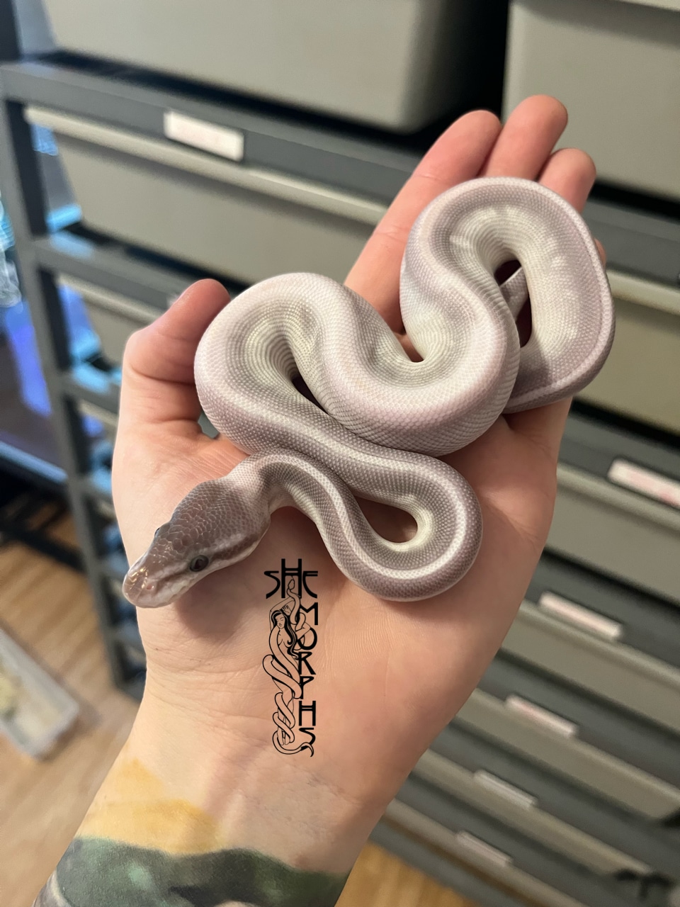 Mystic Potion Ball Python by sHe Morphs - MorphMarket