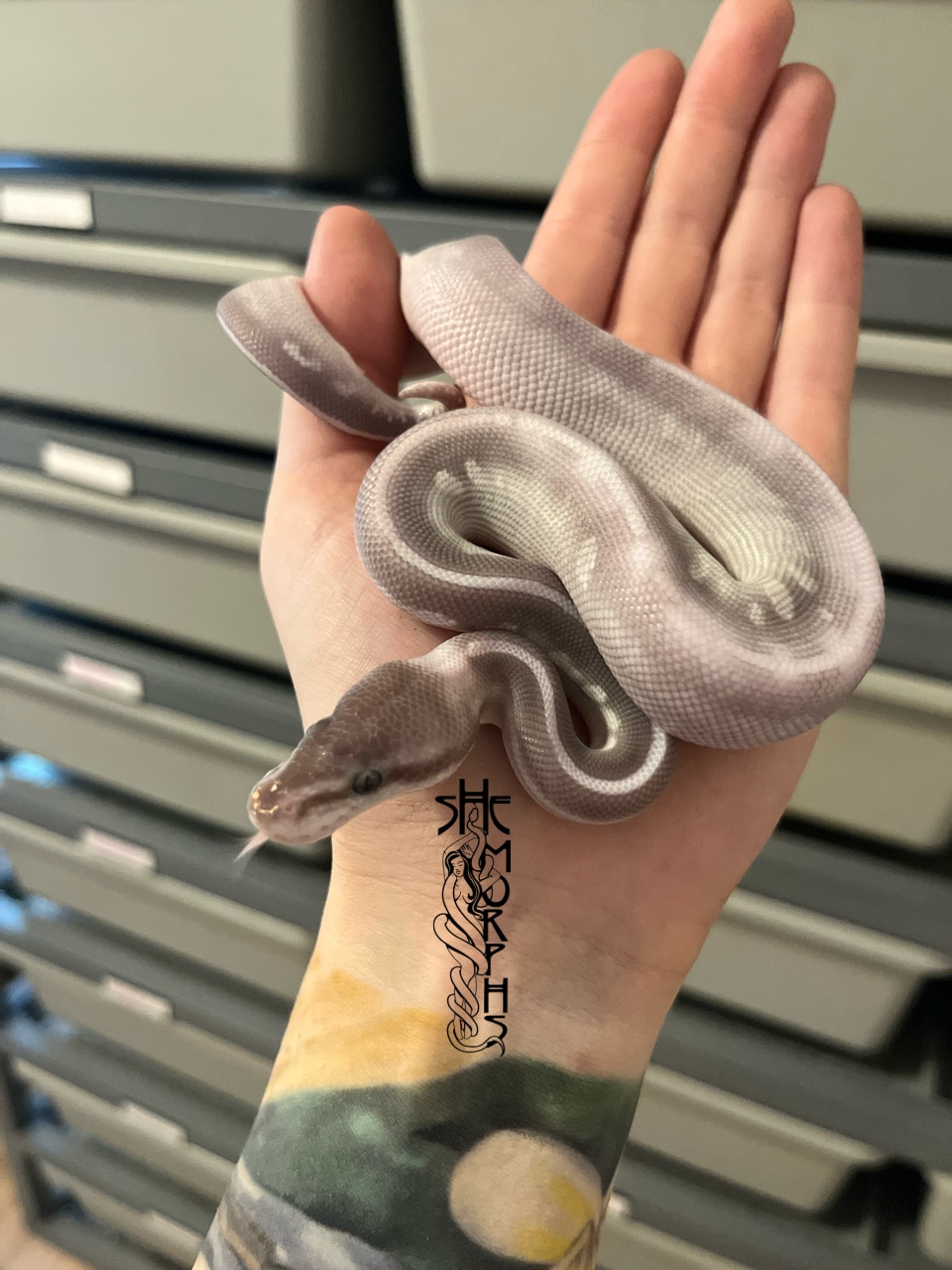 Mystic Potion Ball Python by sHe Morphs - MorphMarket