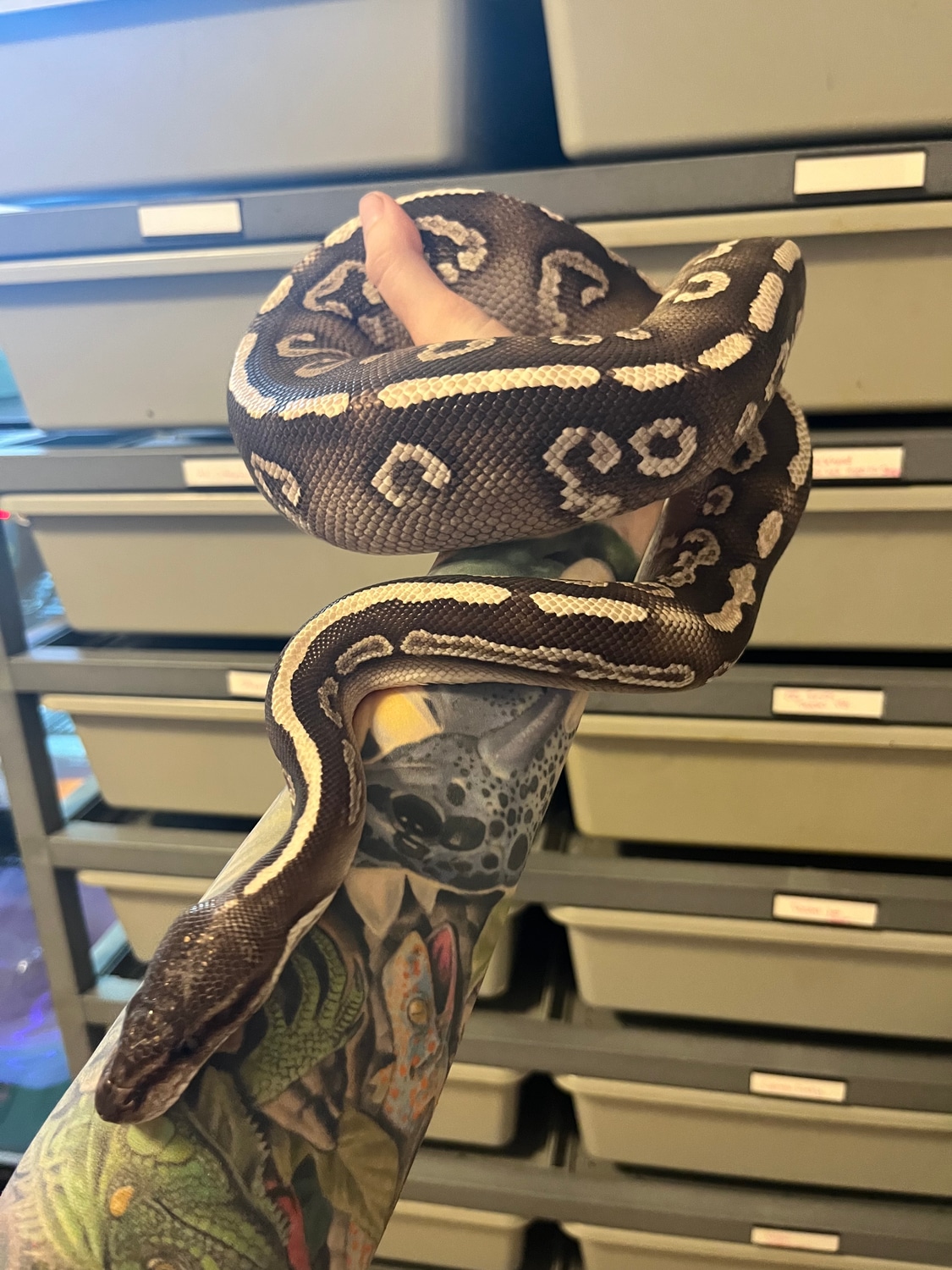 Super Mystic Ball Python by sHe Morphs - MorphMarket