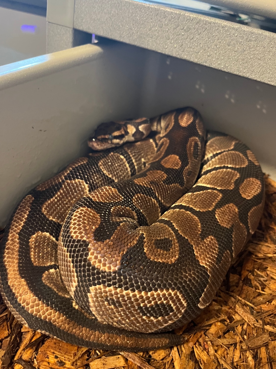 Het Ultramel Ball Python by sHe Morphs - MorphMarket