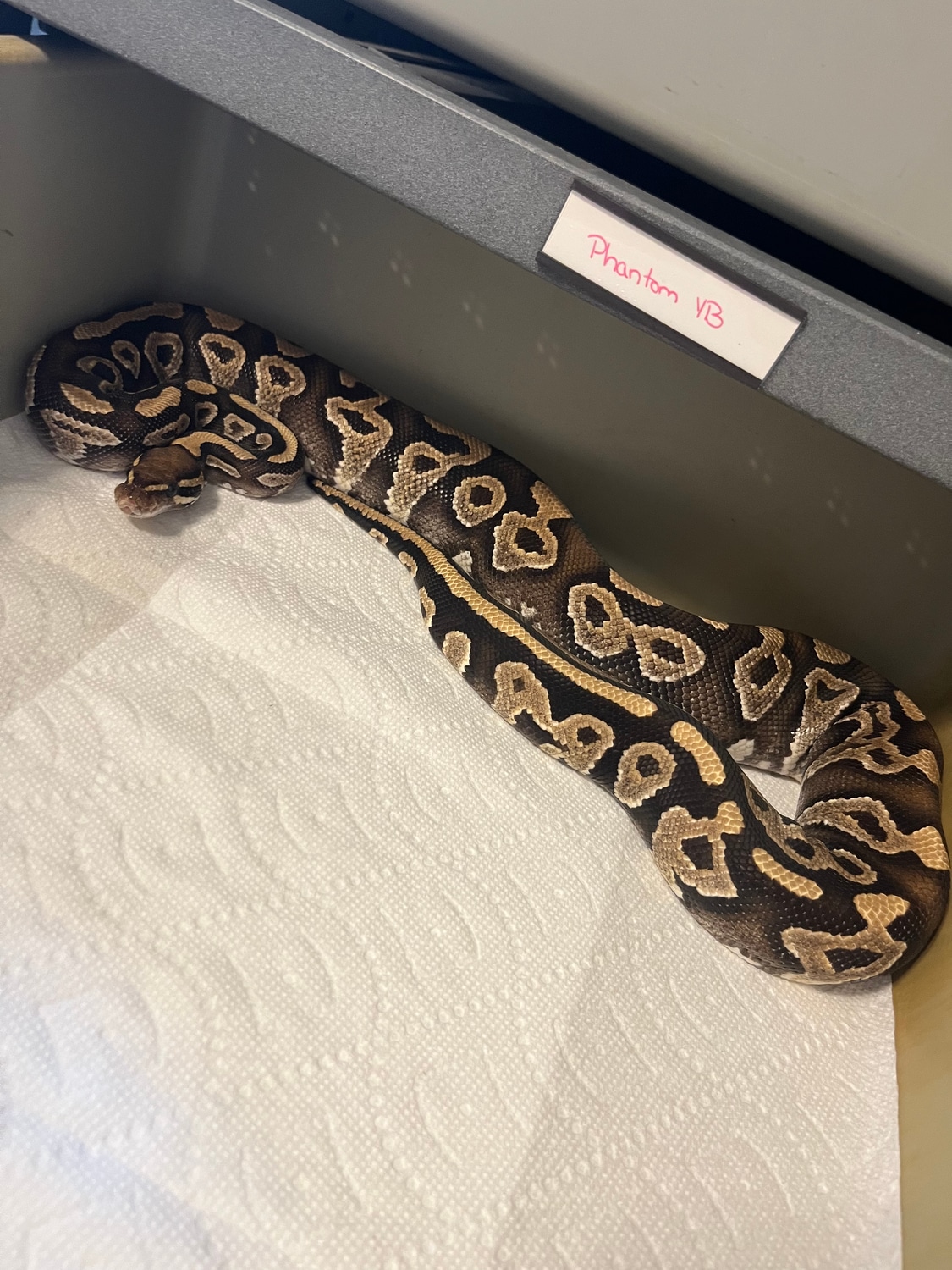 Phantom YB Ball Python by sHe Morphs - MorphMarket