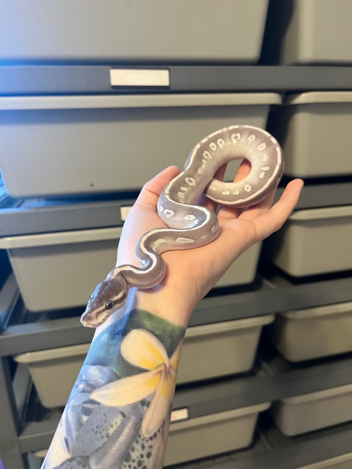 Mystic Potion Ball Python by sHe Morphs - MorphMarket